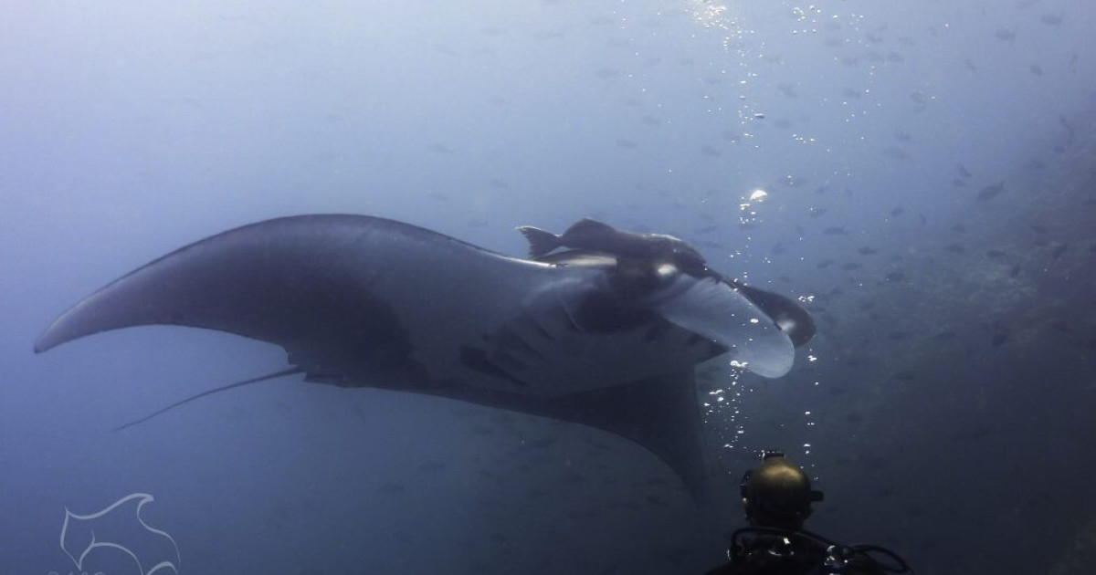 Scuba Diver's Dream | Explore Costa Rica's Underwater World